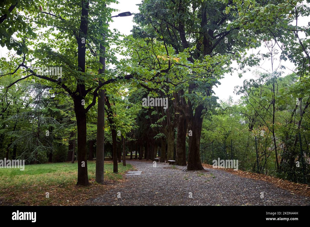 Paved path under a tree canopy in a park Stock Photo - Alamy