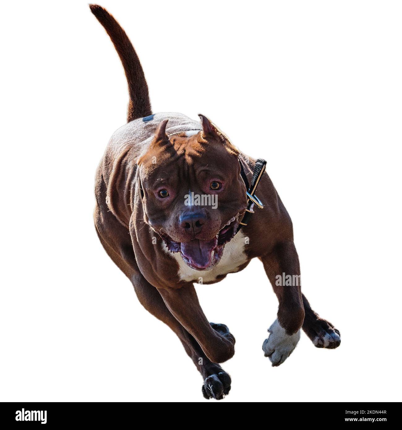 Dog running in field and chasing at full speed on competition straight ...