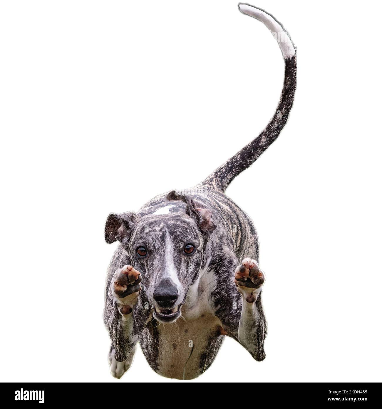 Dog running in field and chasing at full speed on competition straight ...