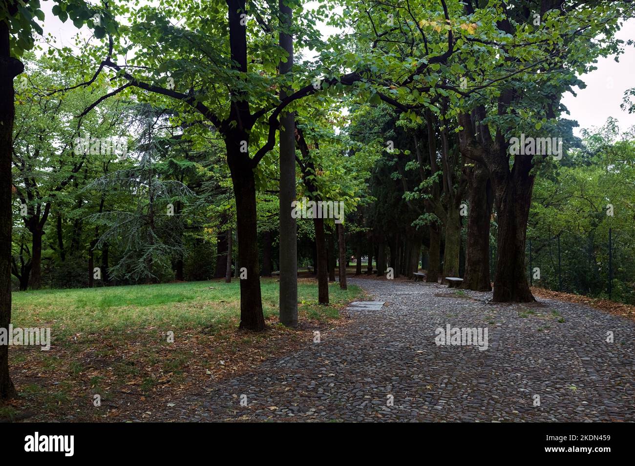 Paved path under a tree canopy in a park Stock Photo - Alamy