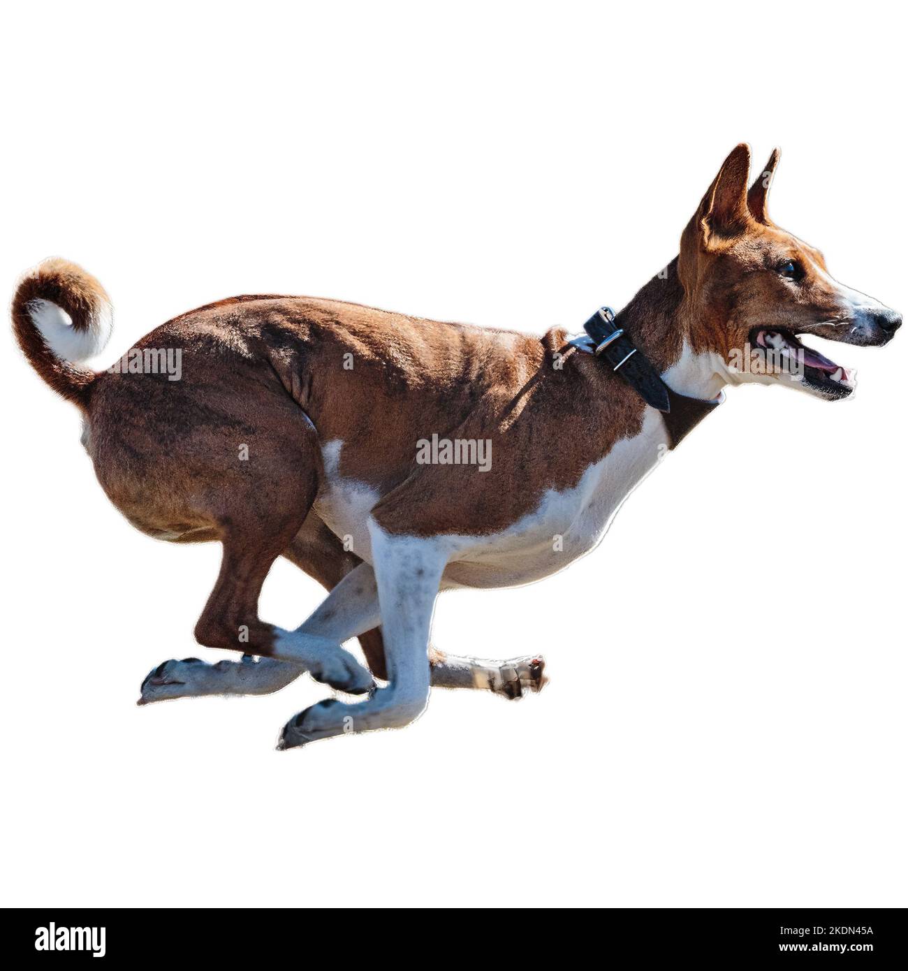 Dog running in field and chasing at full speed on competition straight ...