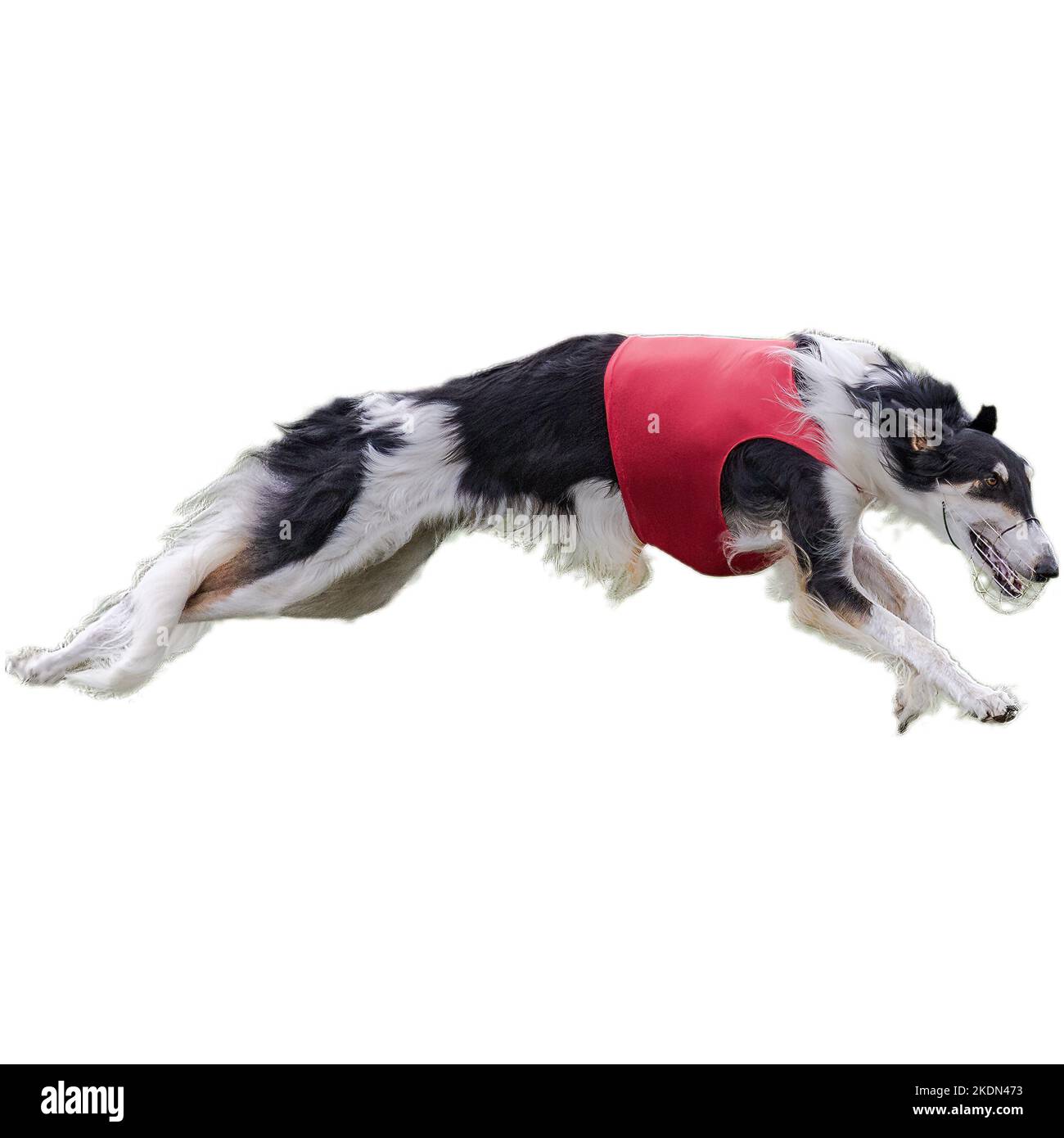 Dog running in field and chasing at full speed on competition straight ...