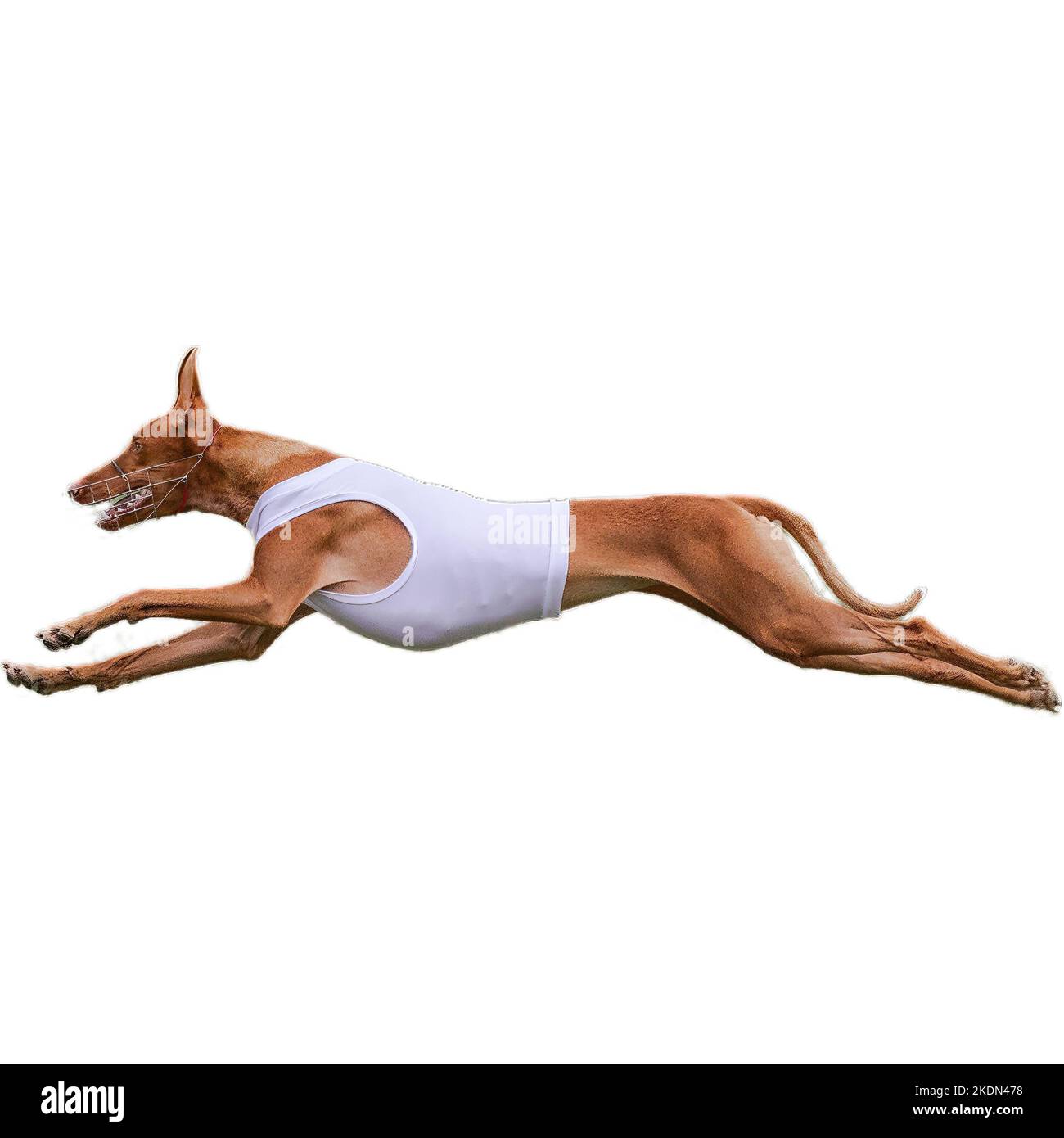 Dog running in field and chasing at full speed on competition straight ...