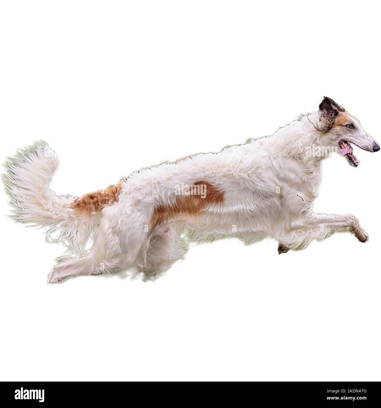 Dog running in field and chasing at full speed on competition straight ...