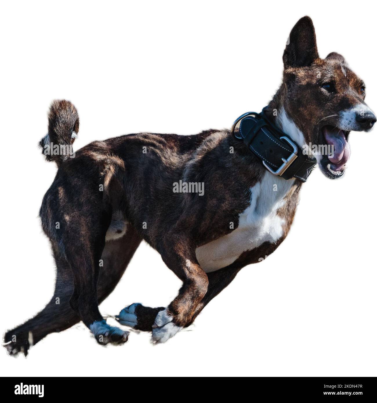 Dog running in field and chasing at full speed on competition straight ...