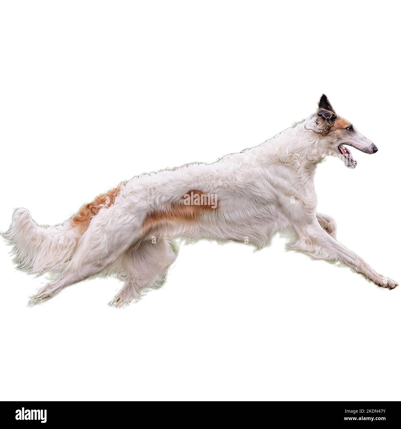 Dog running in field and chasing at full speed on competition straight ...