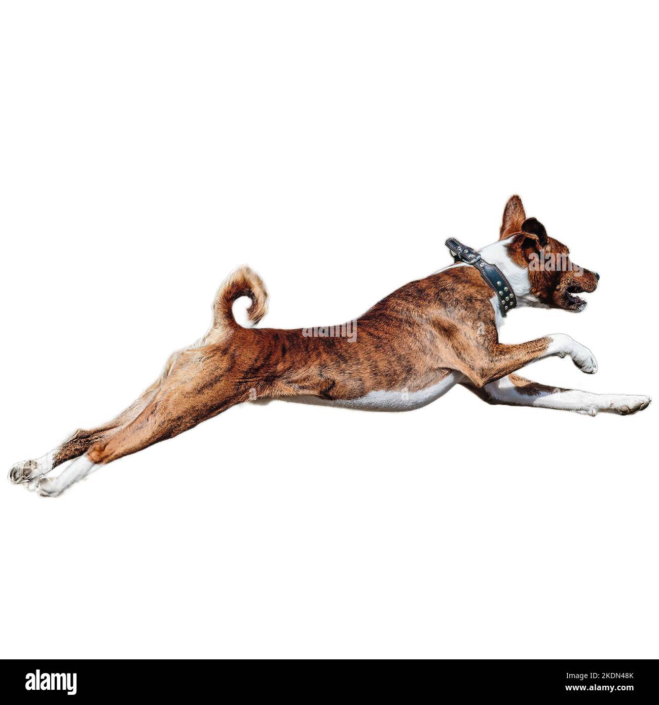 Dog running in field and chasing at full speed on competition straight ...