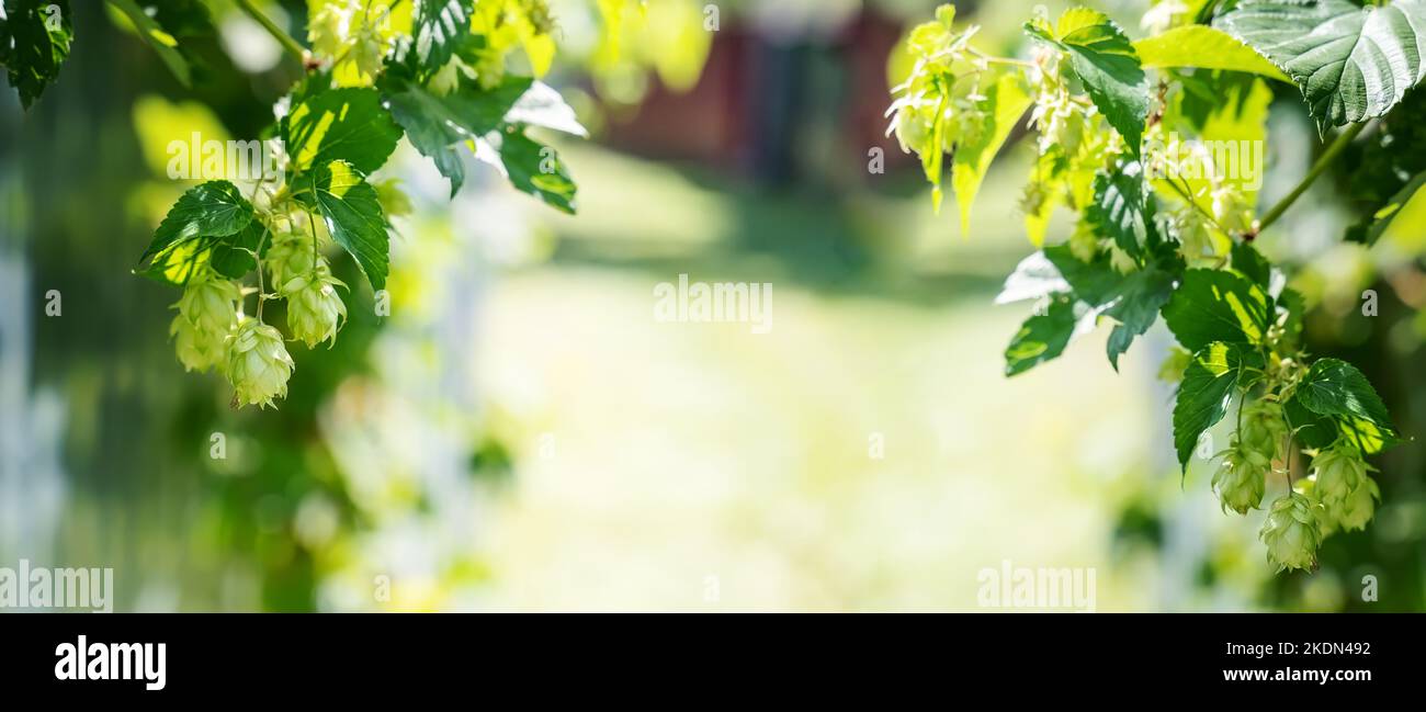 hop flowers background. image of branches hop on a green background ...