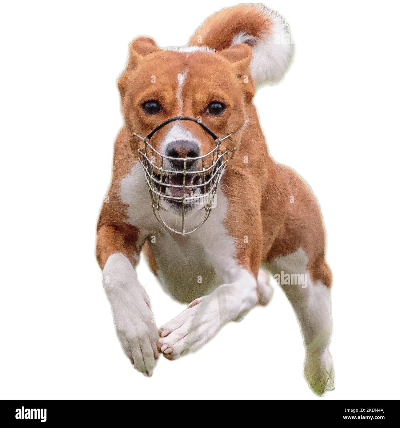 Dog running in field and chasing at full speed on competition straight ...