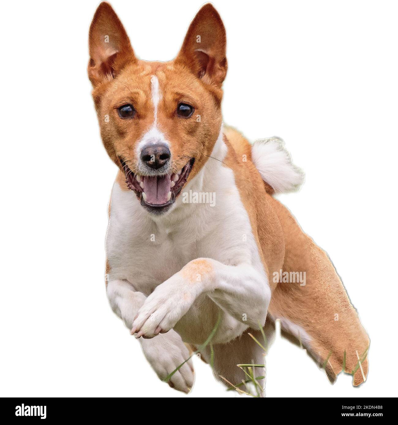 Dog running in field and chasing at full speed on competition straight ...