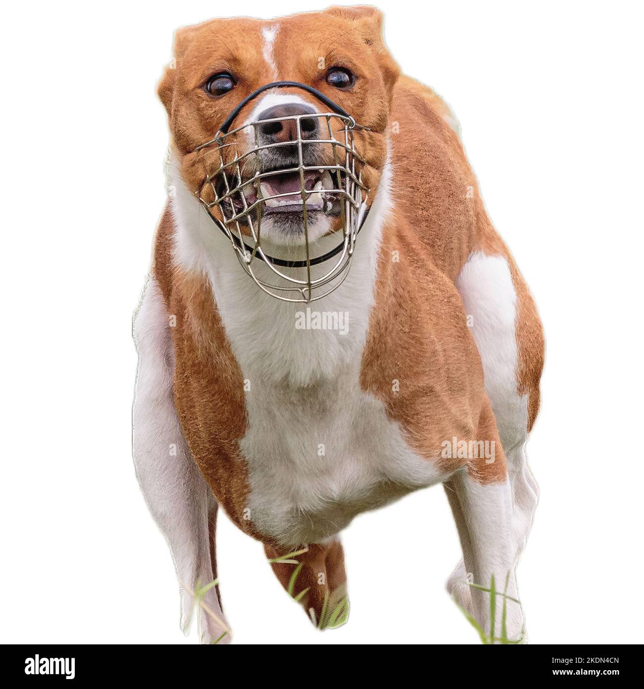 Dog running in field and chasing at full speed on competition straight ...