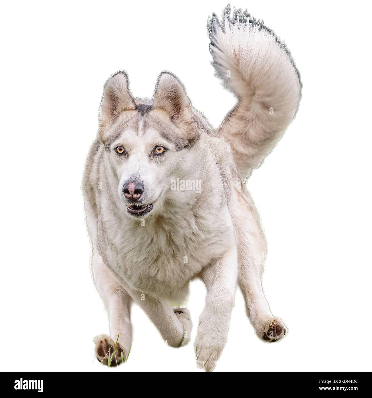 Dog running in field and chasing at full speed on competition straight ...