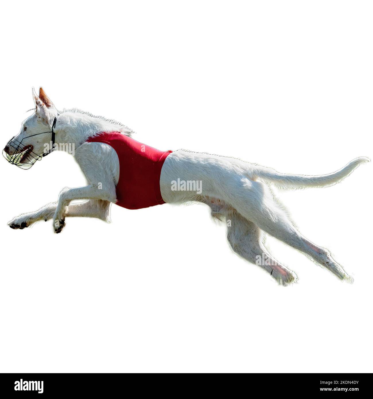 Dog running in field and chasing at full speed on competition straight ...