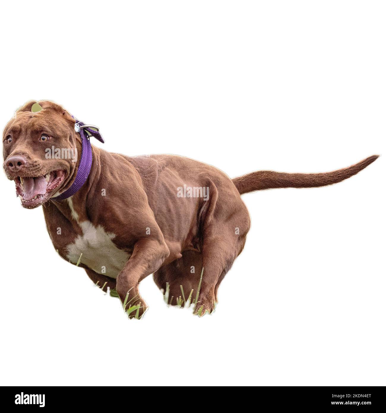 Dog running in field and chasing at full speed on competition straight ...