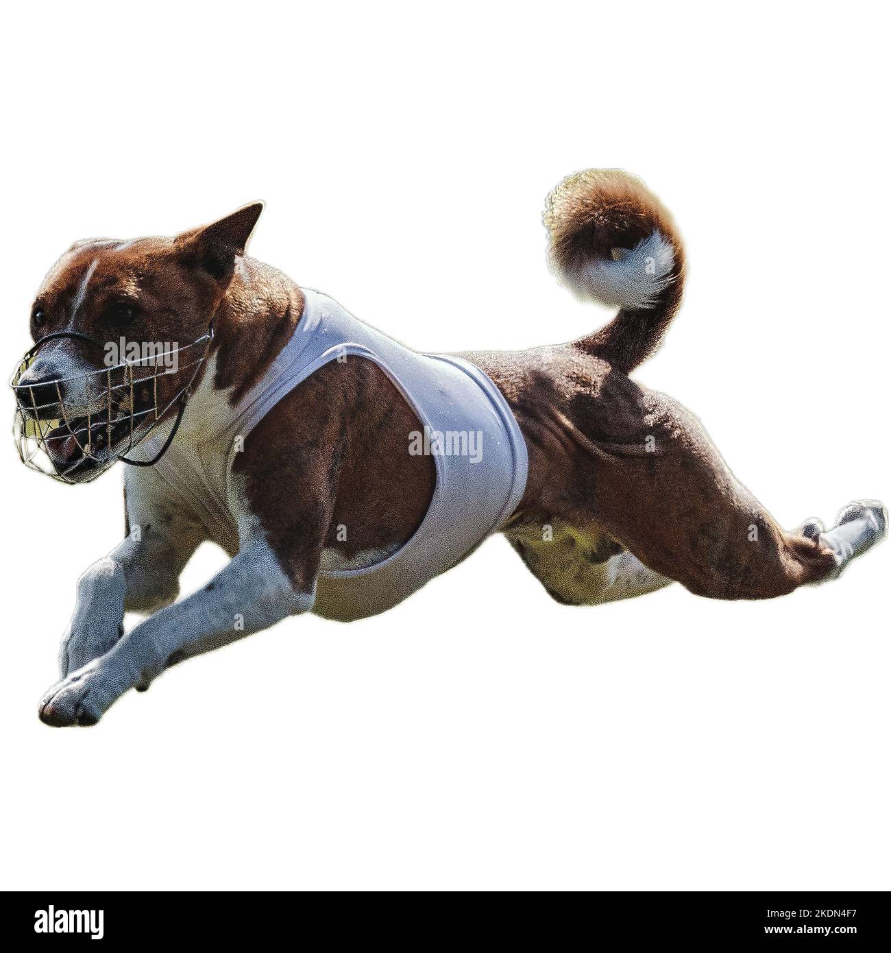 Dog running in field and chasing at full speed on competition straight ...