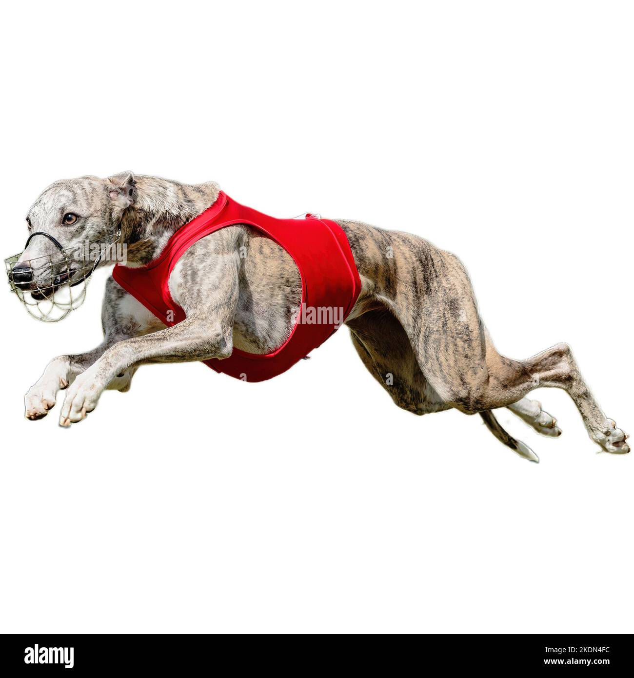 Dog running in field and chasing at full speed on competition straight ...