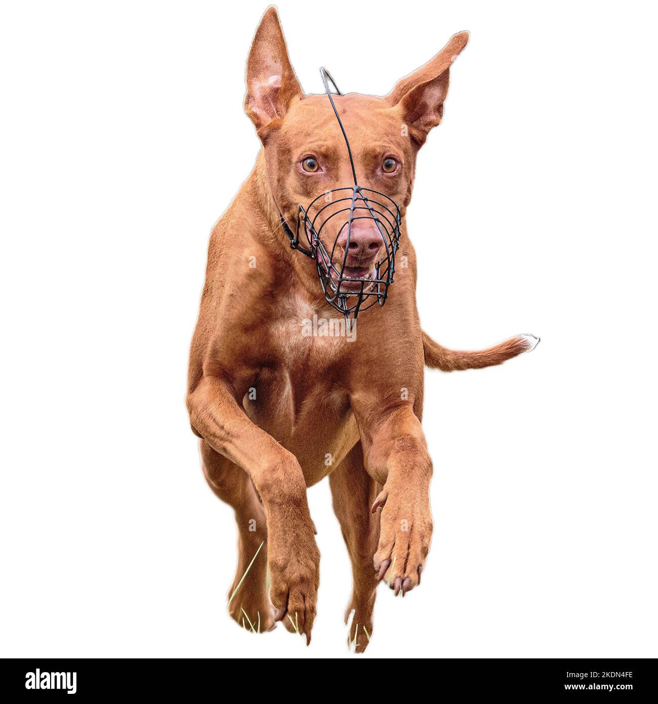 Dog running in field and chasing at full speed on competition straight ...