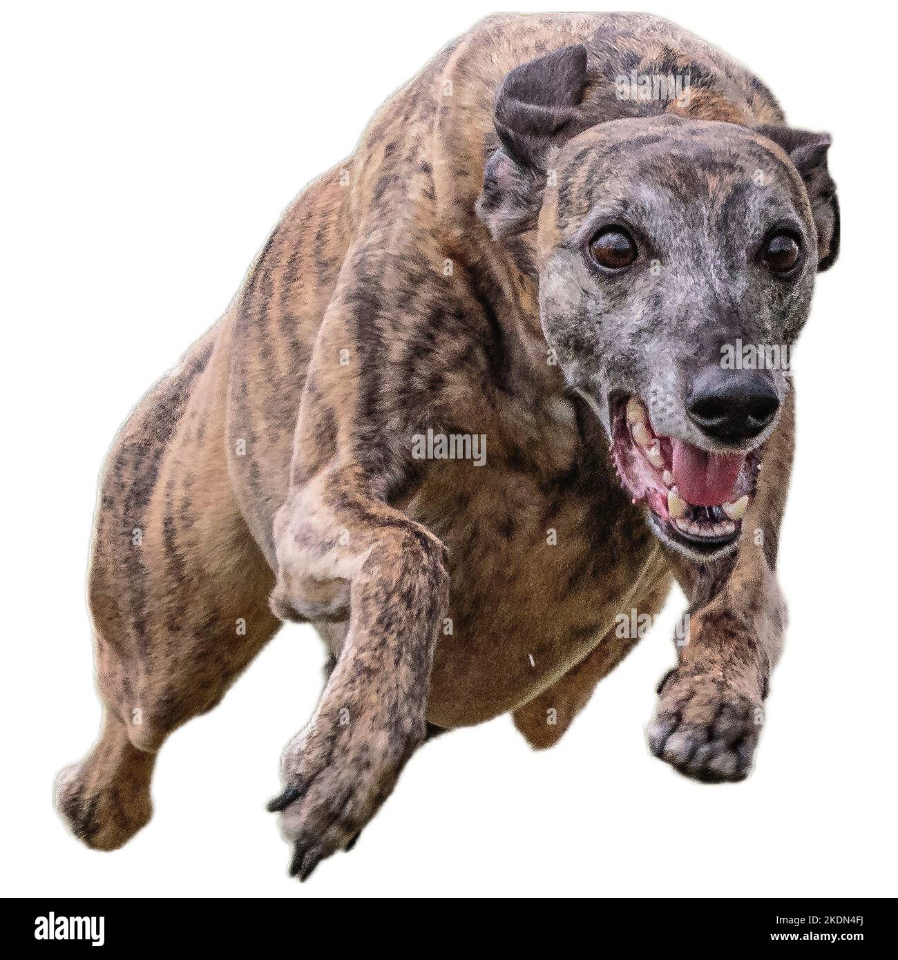 Dog running in field and chasing at full speed on competition straight ...