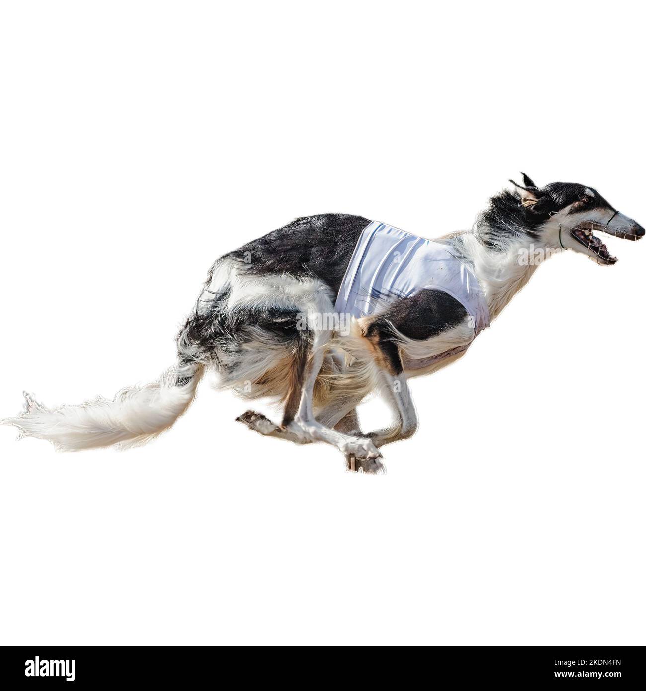 Dog running in field and chasing at full speed on competition straight ...