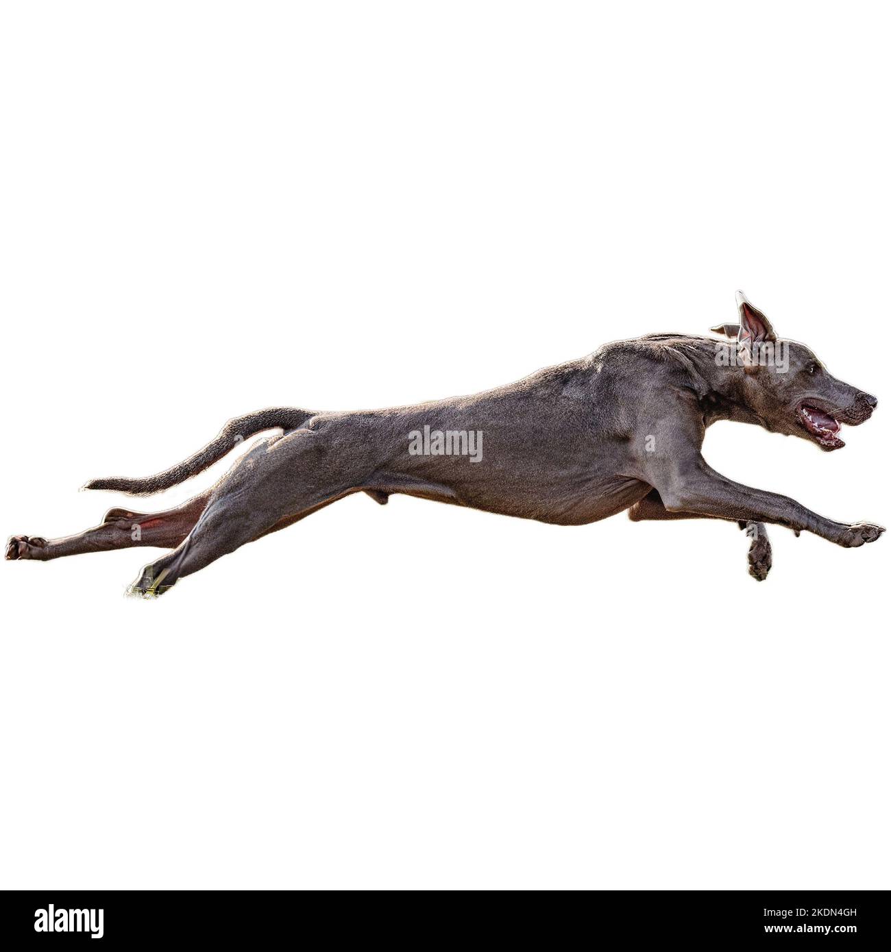 Dog running in field and chasing at full speed on competition straight ...
