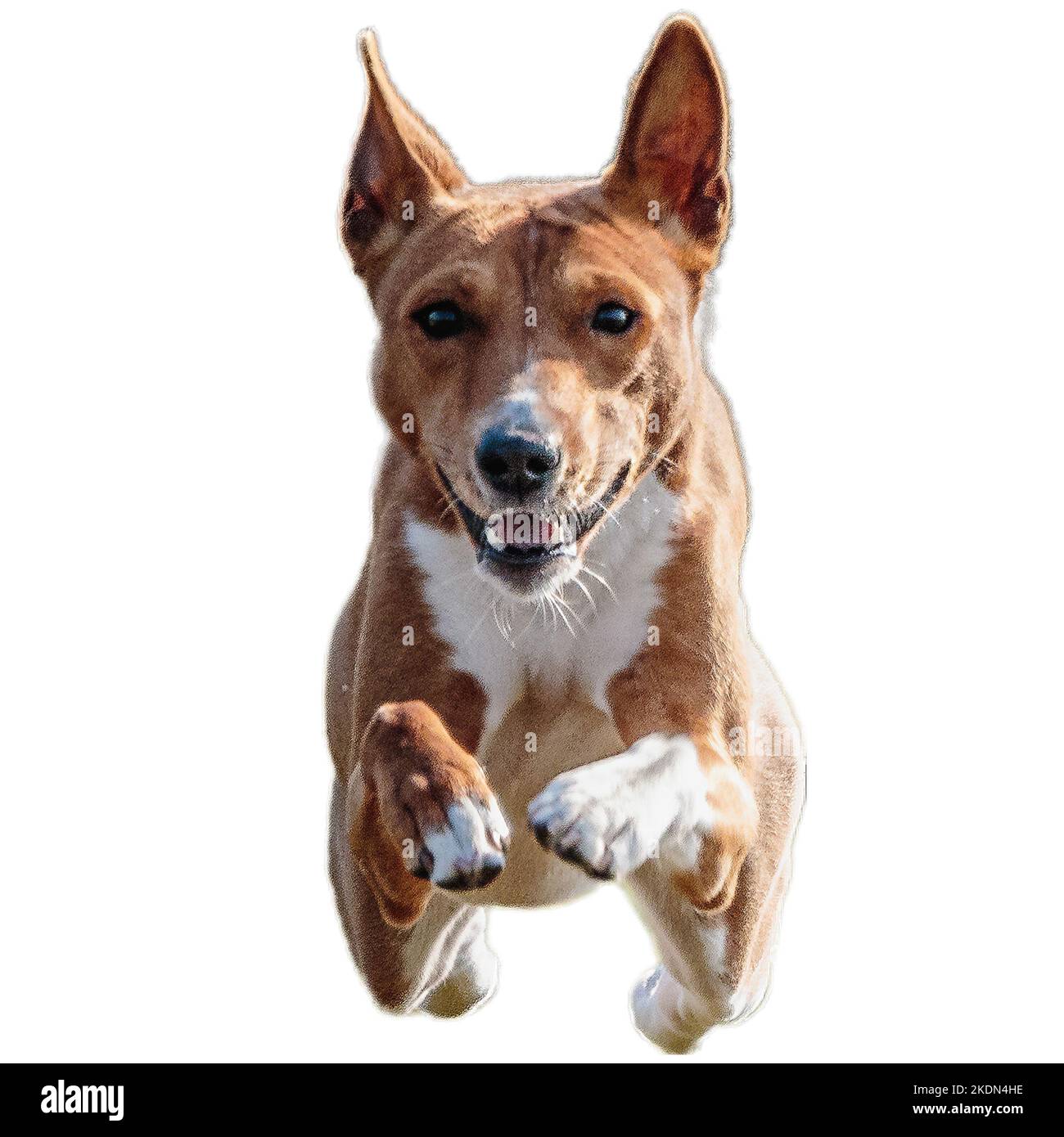 Dog running in field and chasing at full speed on competition straight ...