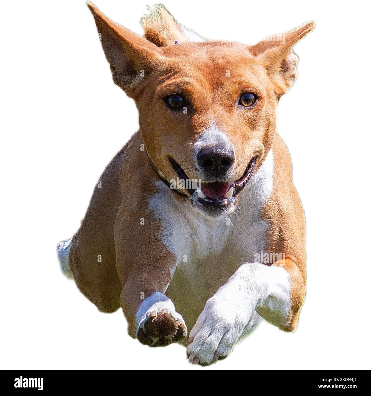 Dog running in field and chasing at full speed on competition straight ...