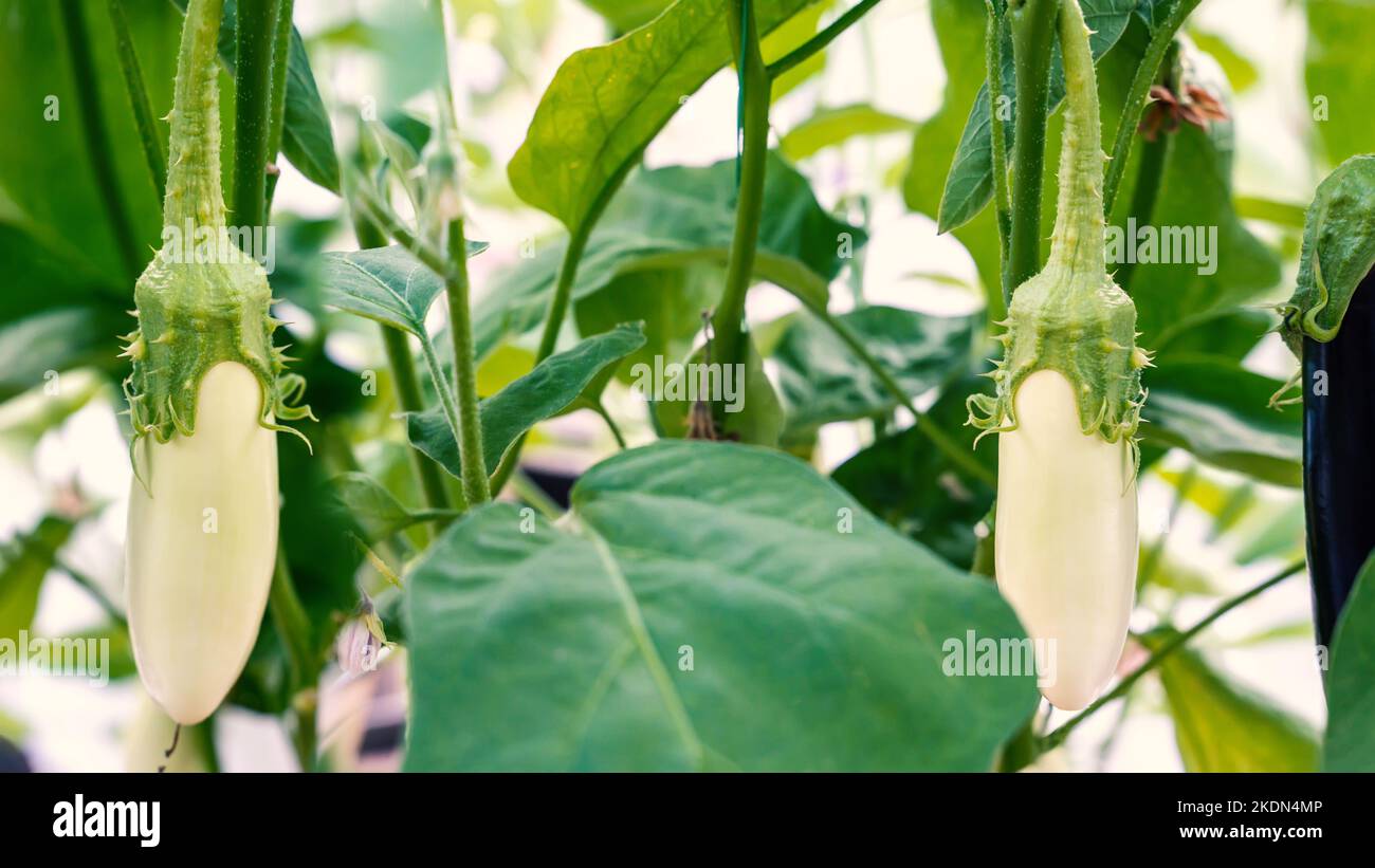 white eggplants in the greenhouse. Natural fresh white Eggplant Oval ...