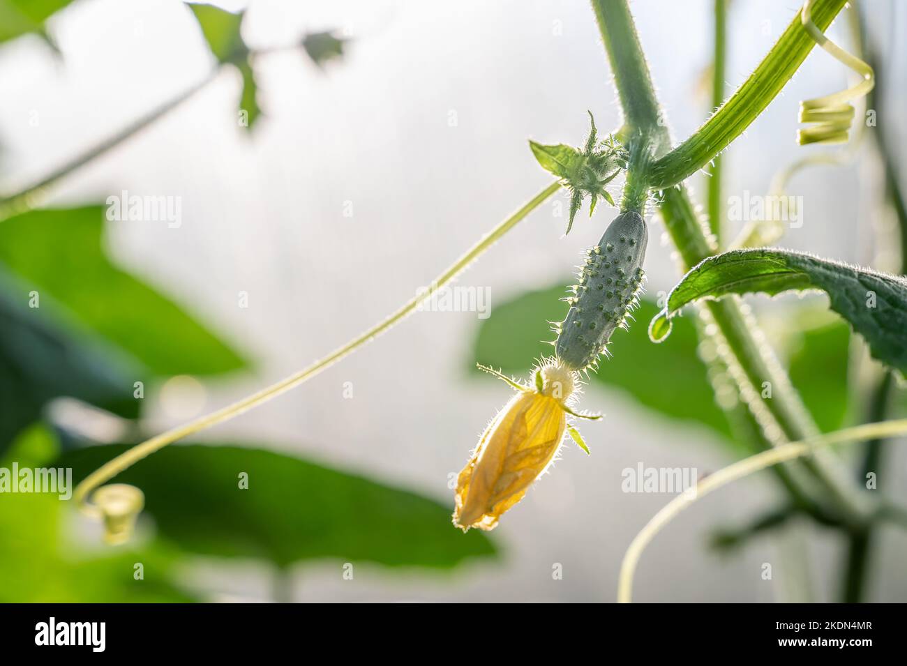 Small cucumber with yellow flower and tendrils close-up on the garden ...