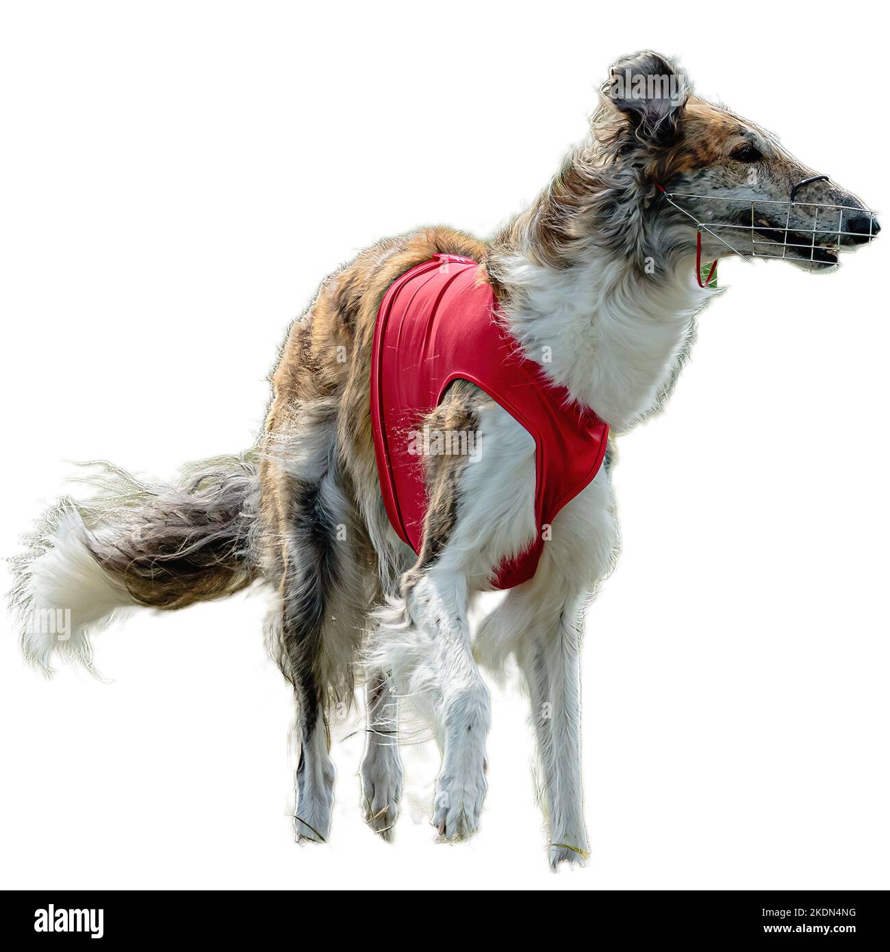 Dog running in field and chasing at full speed on competition straight ...