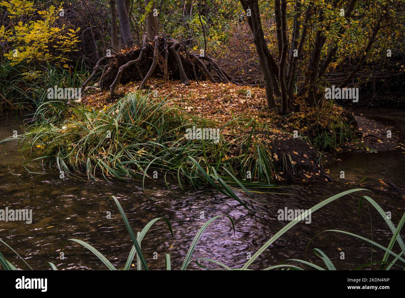 Mysterious tree roots look like Spider Island (with extra legs) on this ...