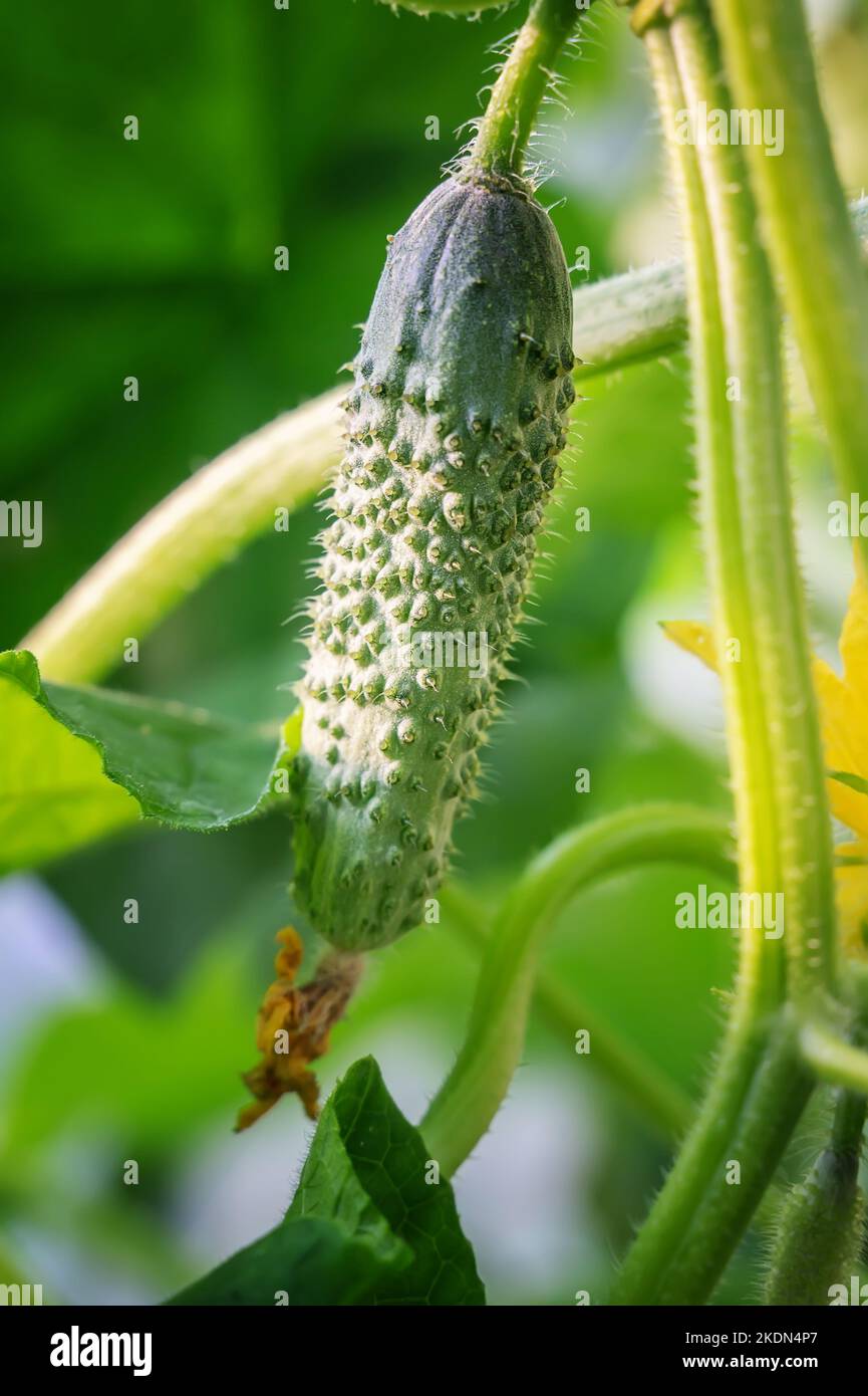 Small cucumber with yellow flower and tendrils close-up on the garden ...