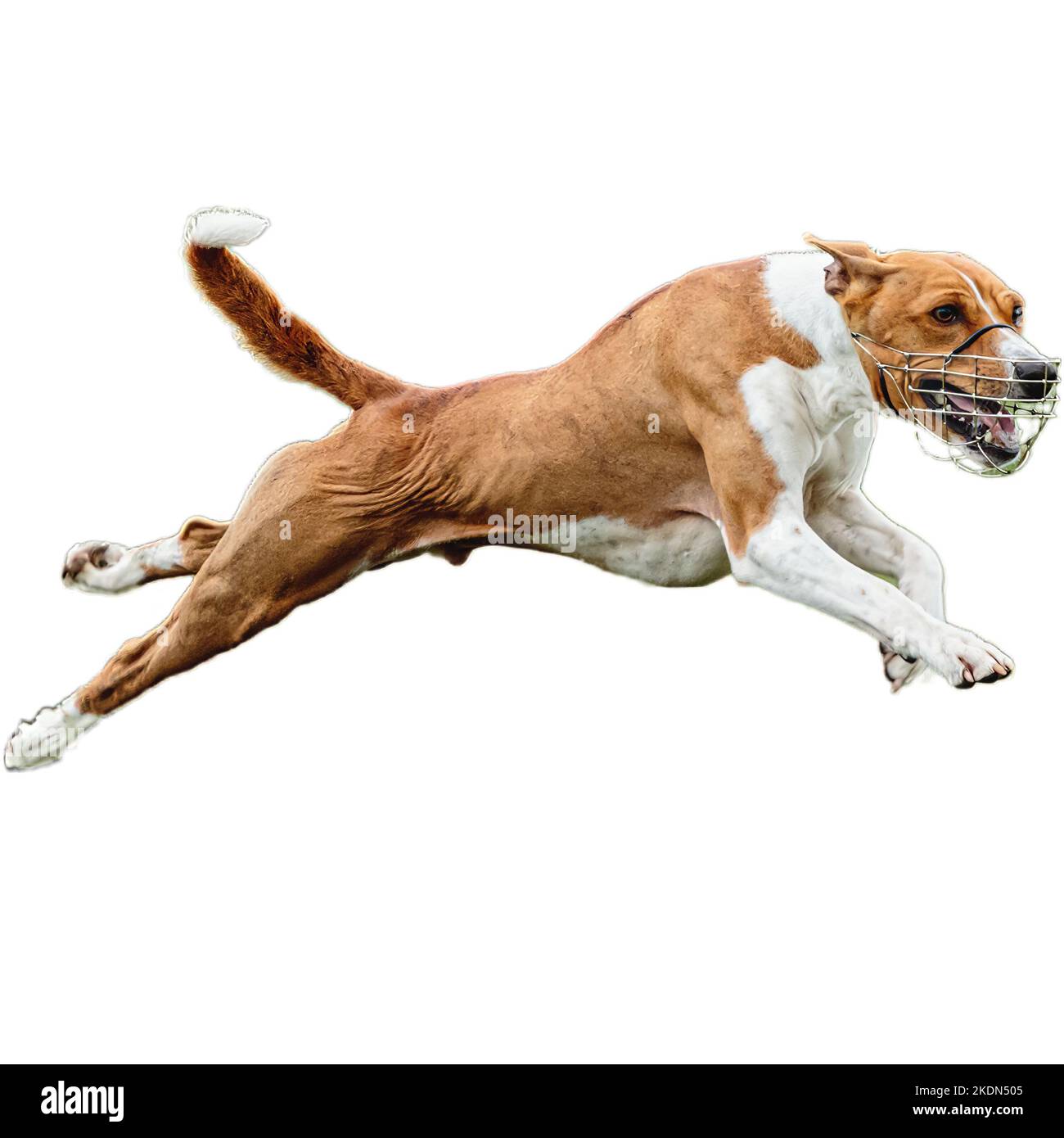 Dog running in field and chasing at full speed on competition straight ...