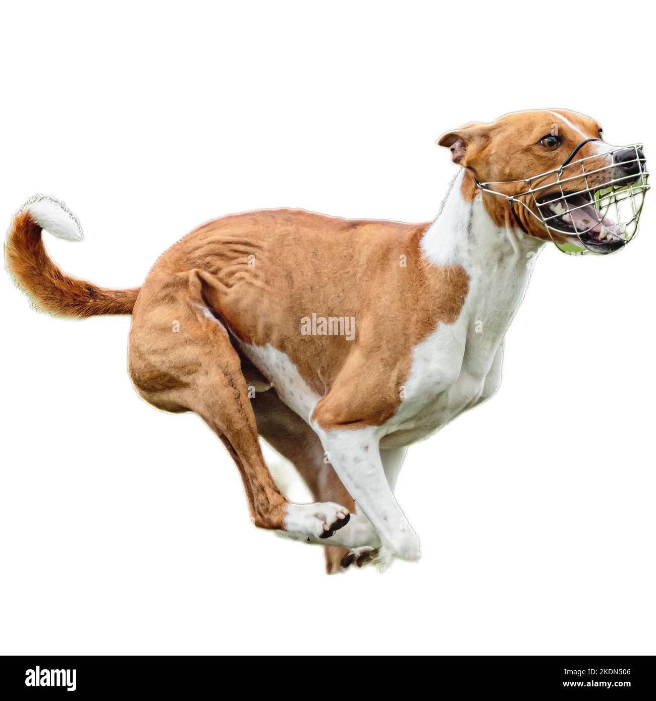 Dog running in field and chasing at full speed on competition straight ...