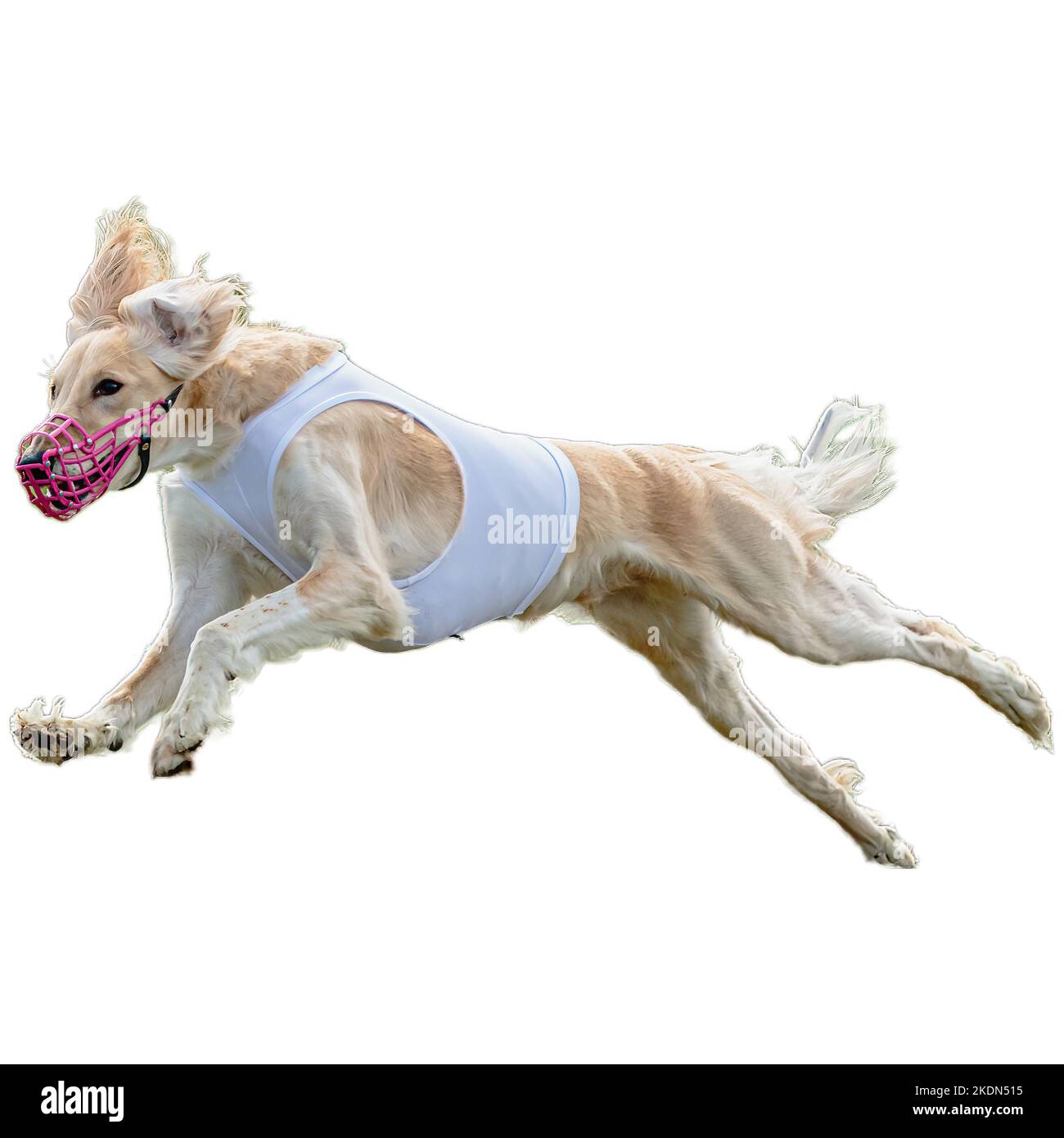 Dog running in field and chasing at full speed on competition straight ...