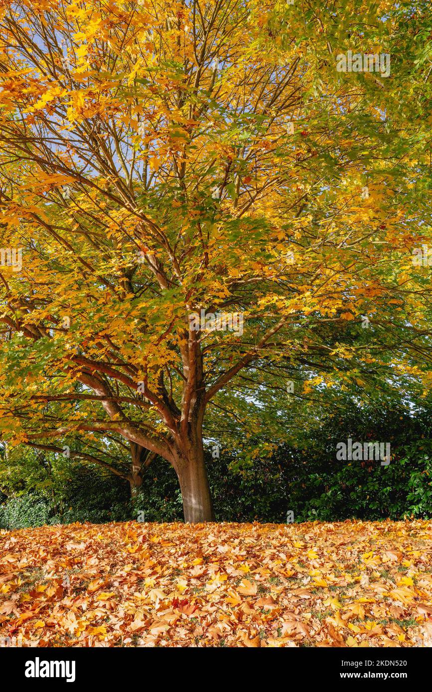 Sycamore tree in autumn with a bed of fallen golden leaves at the ...