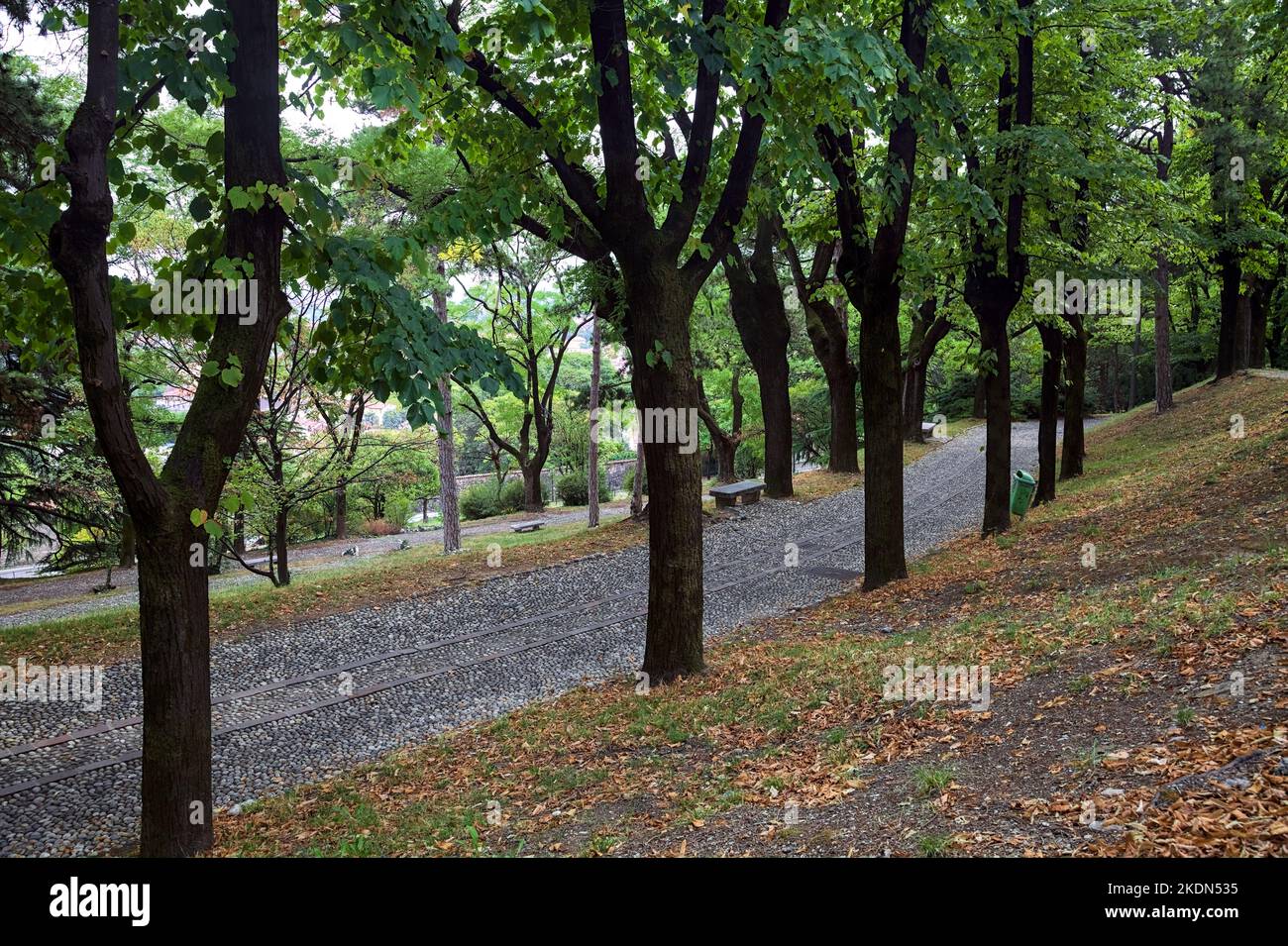 Paved path under a tree canopy in a park Stock Photo - Alamy
