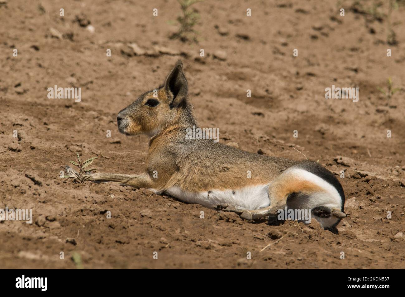 Patagonian cavi,Dolichotis patagonum, Peninsula Valdes, Unesco World ...