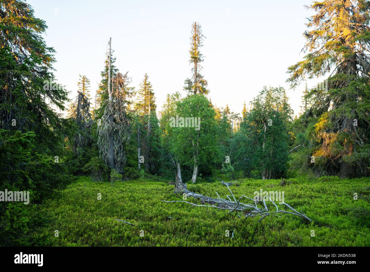 An old hillside forest on a beautiful summer evening in Riisitunturi ...