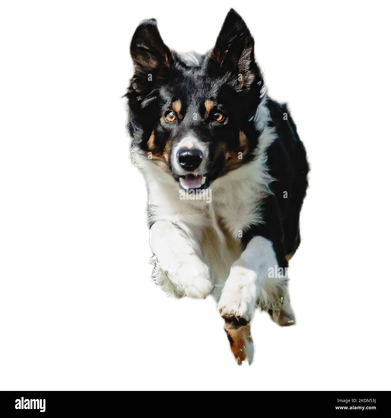 Dog running in field and chasing at full speed on competition straight ...