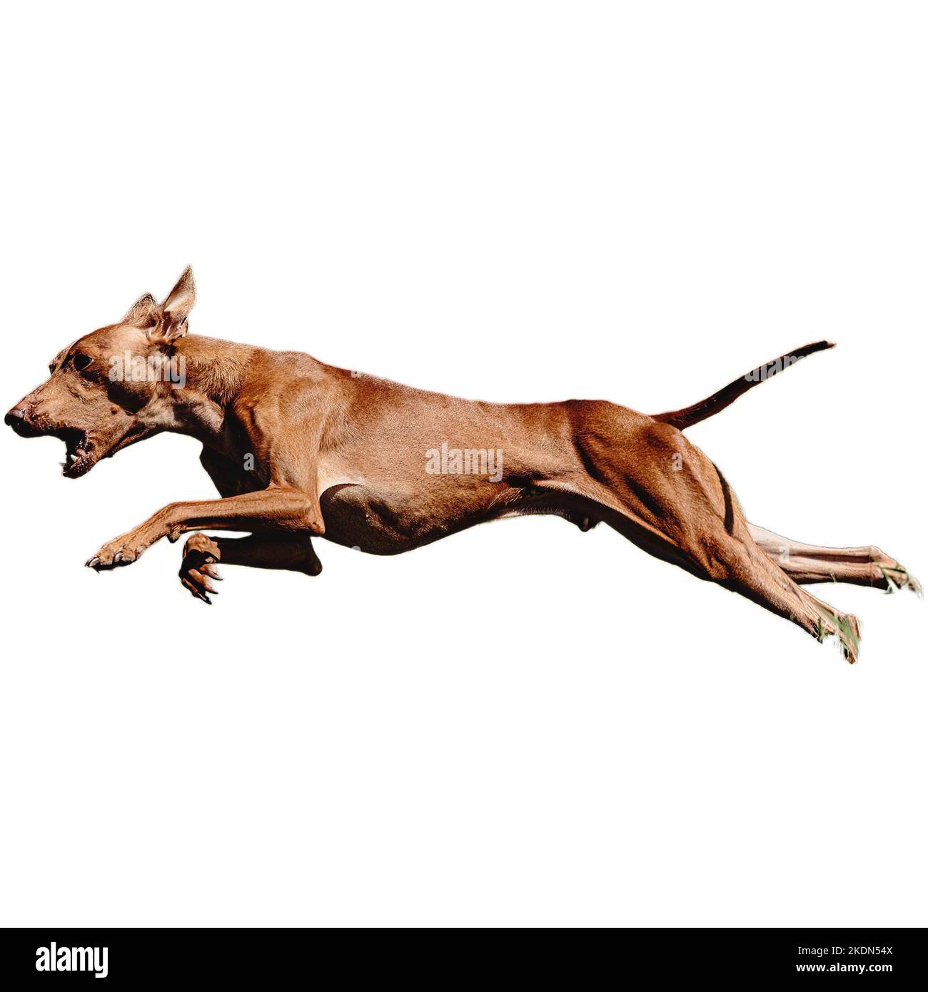 Dog running in field and chasing at full speed on competition straight ...