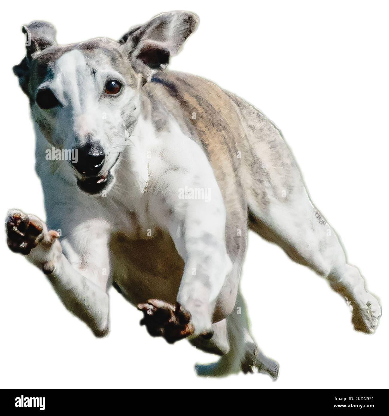 Dog running in field and chasing at full speed on competition straight ...