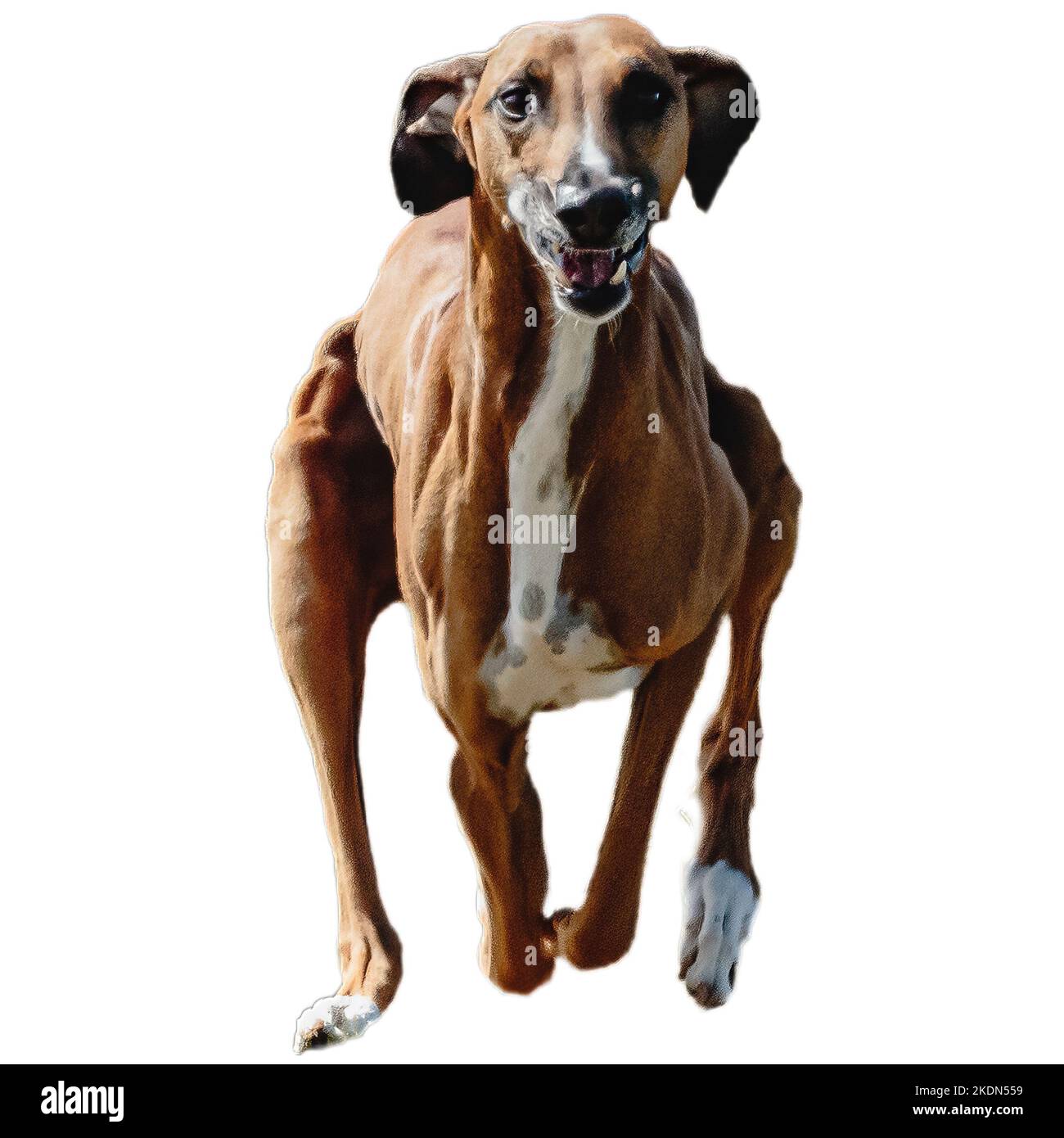 Dog running in field and chasing at full speed on competition straight ...