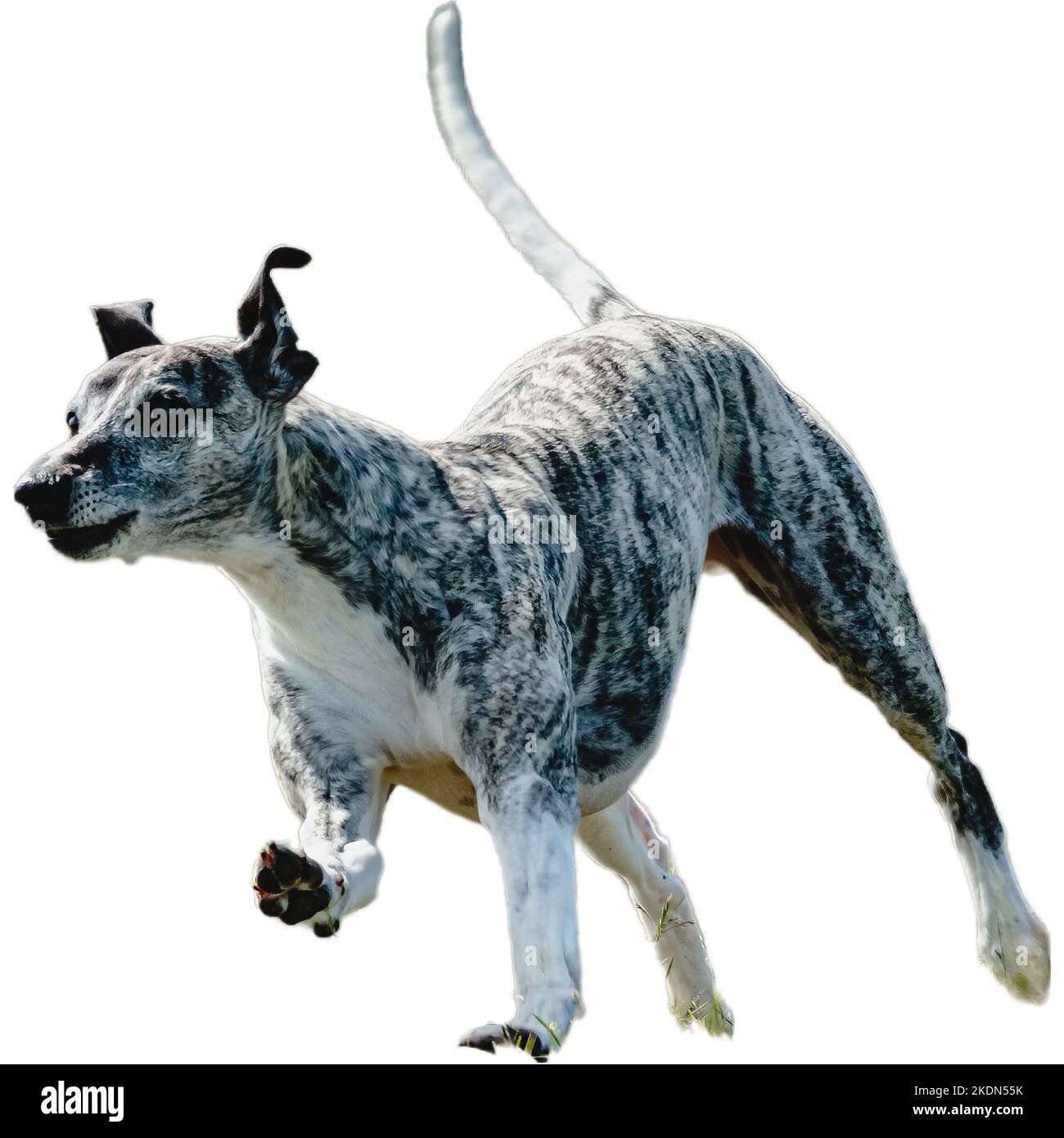 Dog running in field and chasing at full speed on competition straight ...