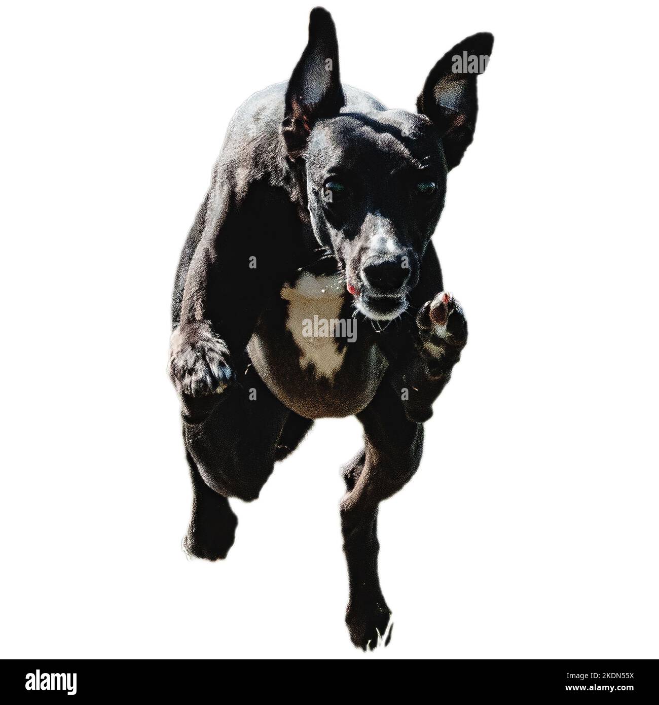 Dog running in field and chasing at full speed on competition straight ...