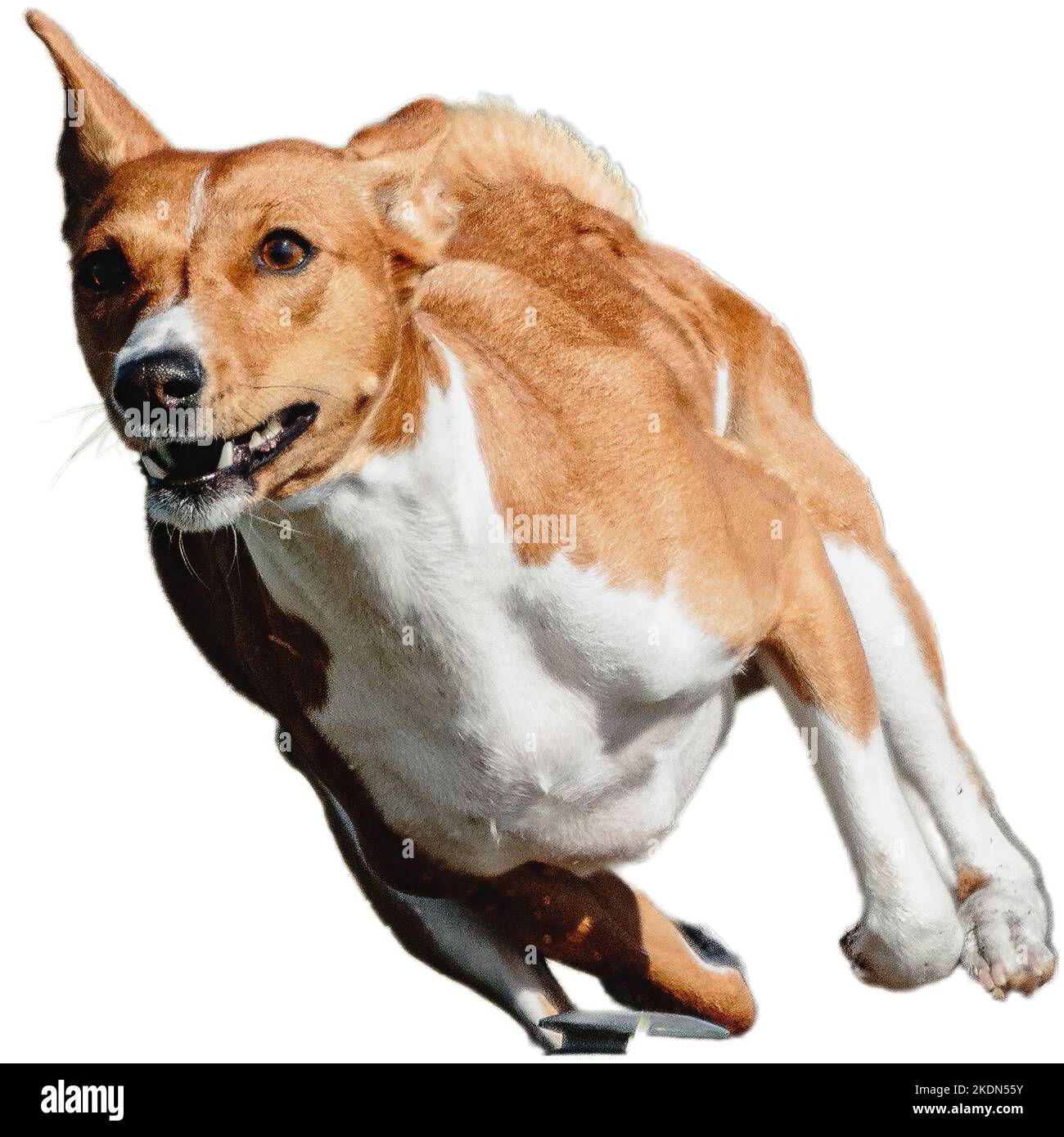 Dog running in field and chasing at full speed on competition straight ...