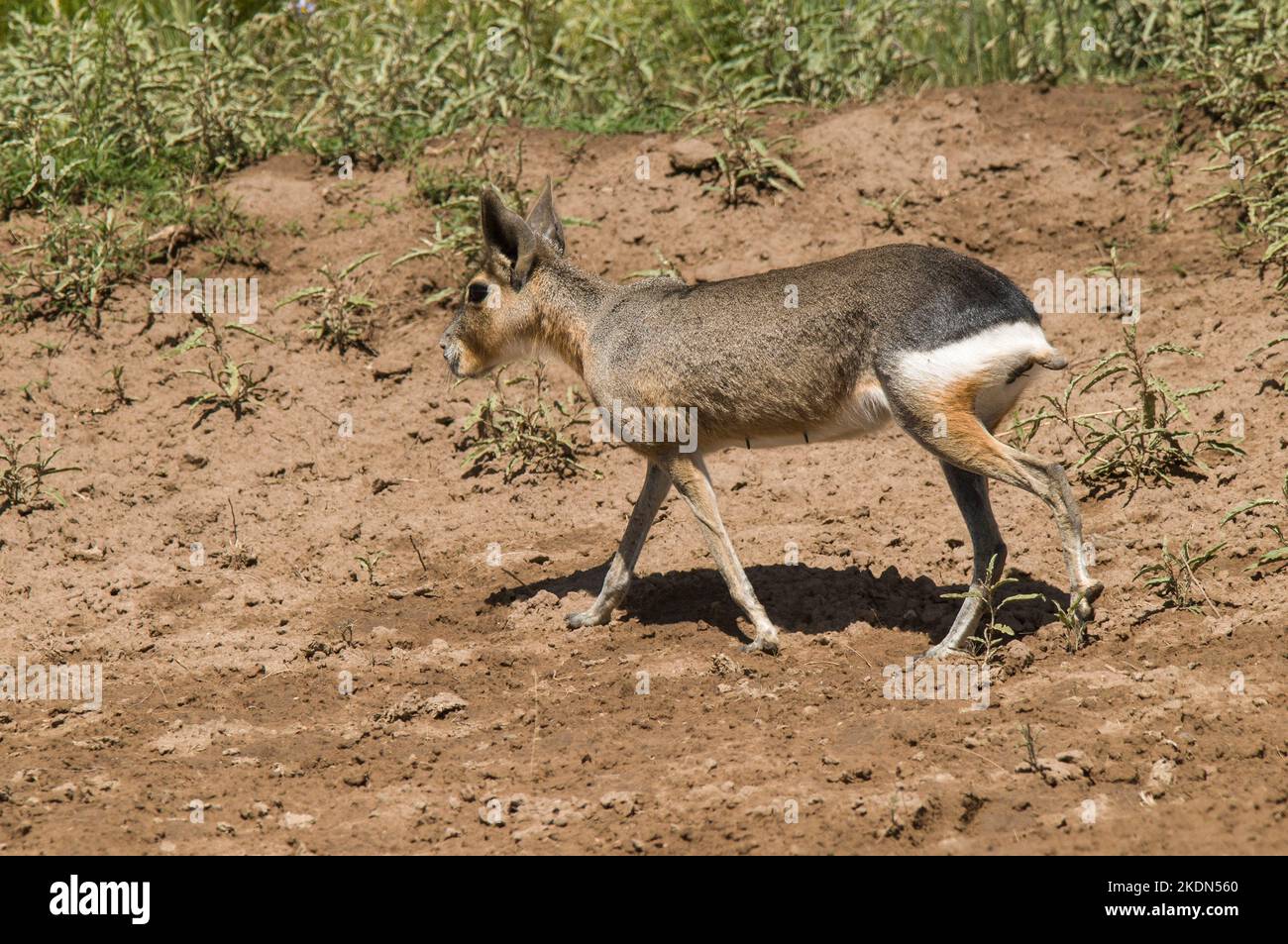 Patagonian cavi,Dolichotis patagonum, Peninsula Valdes, Unesco World ...