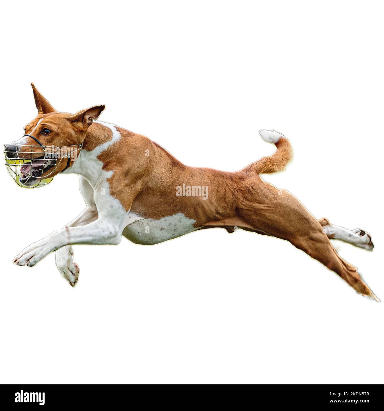 Dog running in field and chasing at full speed on competition straight ...