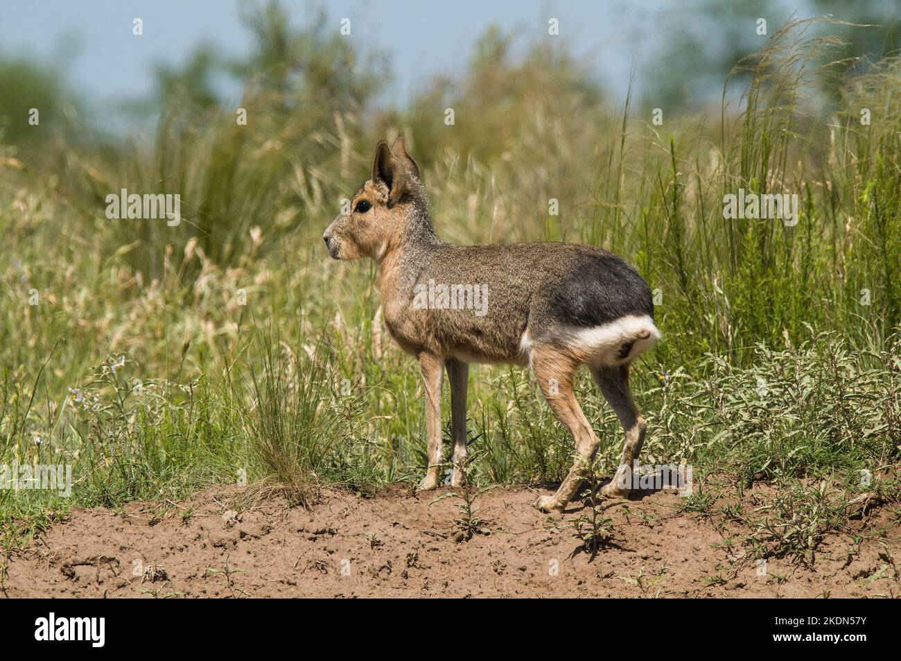 Patagonian cavi,Dolichotis patagonum, Peninsula Valdes, Unesco World ...
