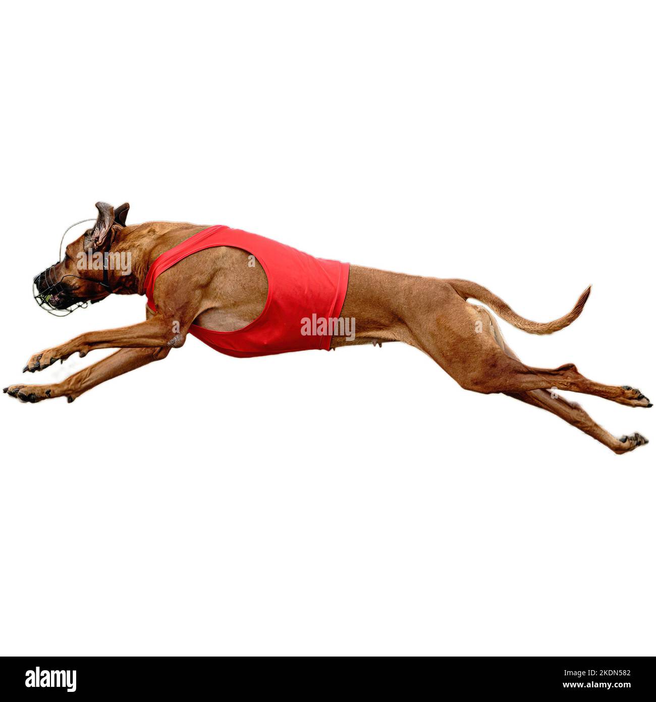 Dog running in field and chasing at full speed on competition straight ...