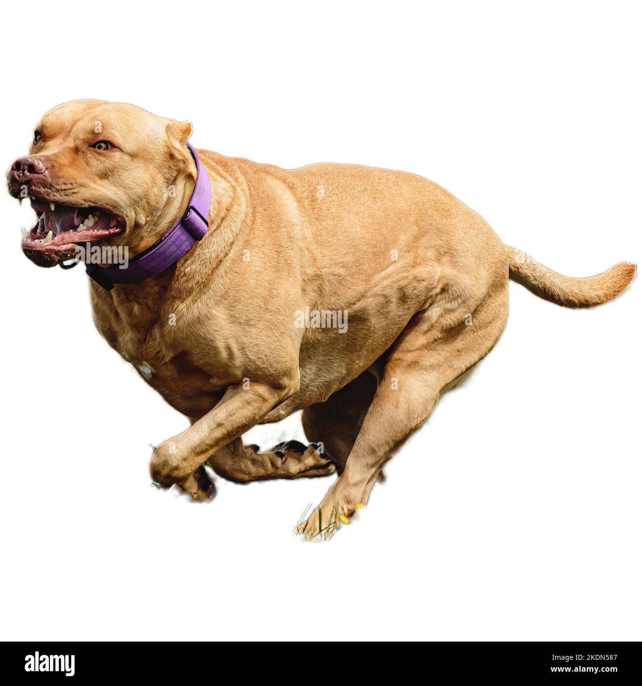 Dog running in field and chasing at full speed on competition straight ...